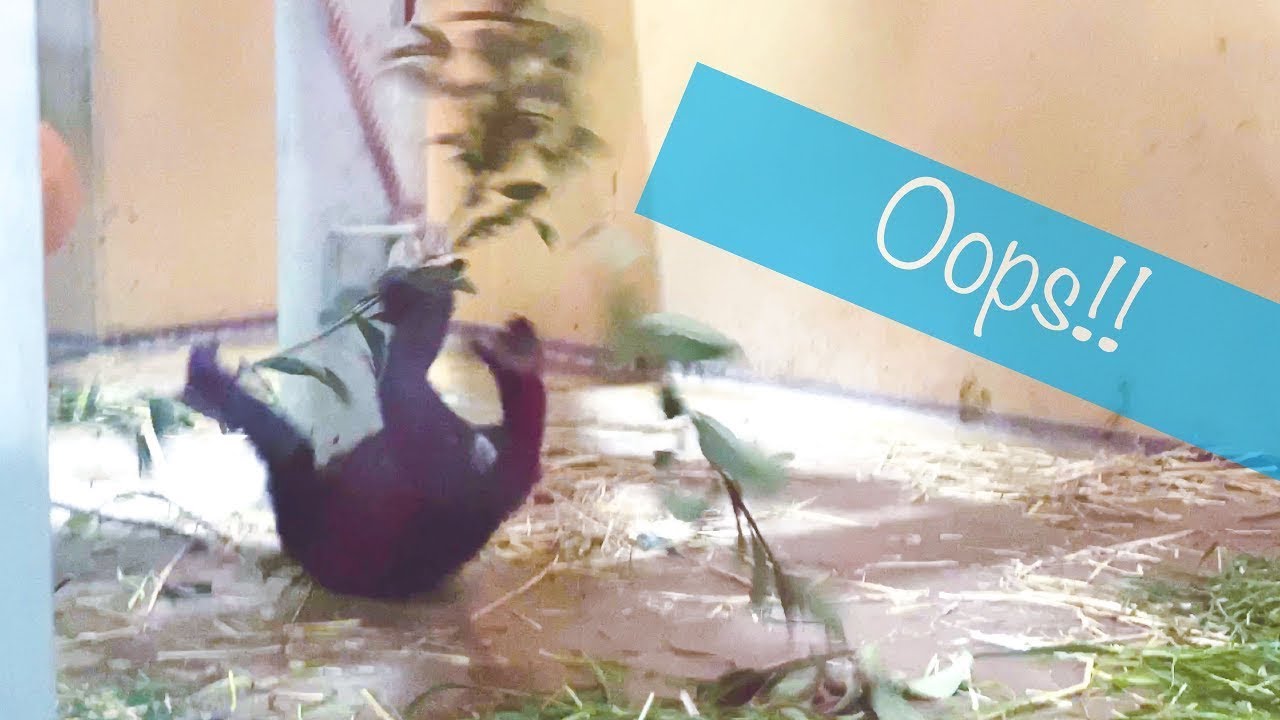 Ooops! Baby Gorilla Falls From a Tree Branch | Kyoto City Zoo ...