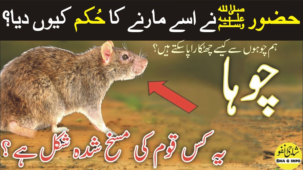 WHY HAS THE HOLY PROPHET ORDERED TO KILL THE RAT AND THE RAT IS A ...