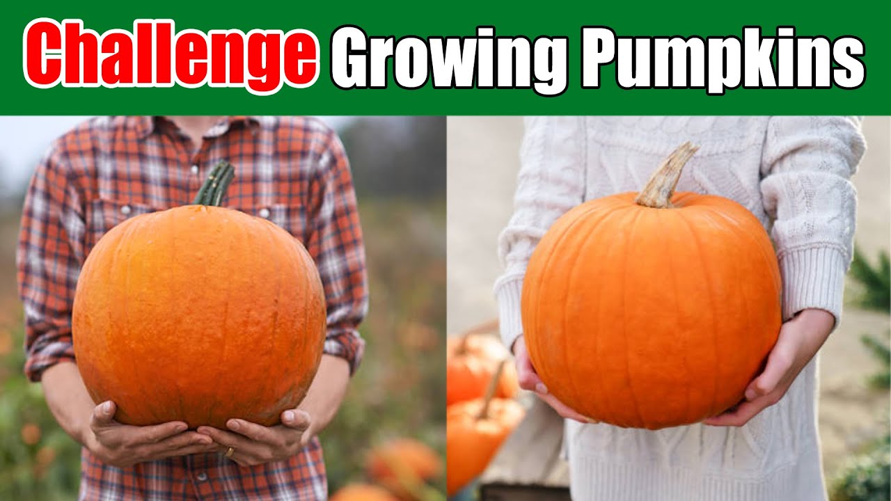 Challenge: Growing Giant Pumpkins! Who Can Beat the Record? - YouTube