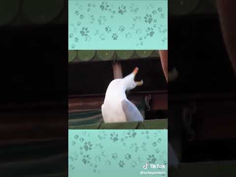 Komik martı videosu