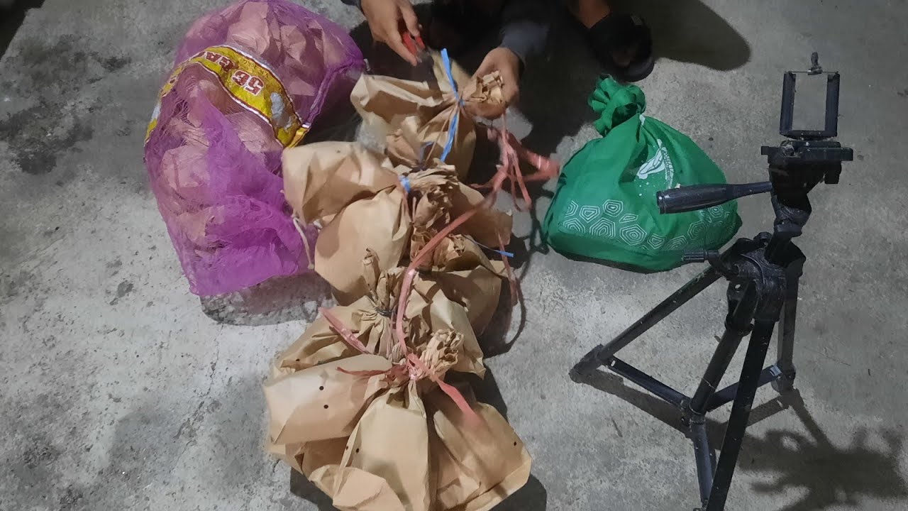 LANGSUNG BARU TURUN DARI HUTAN 🔥 PANEN RENTENGAN MESKIPUN MUSIM ...