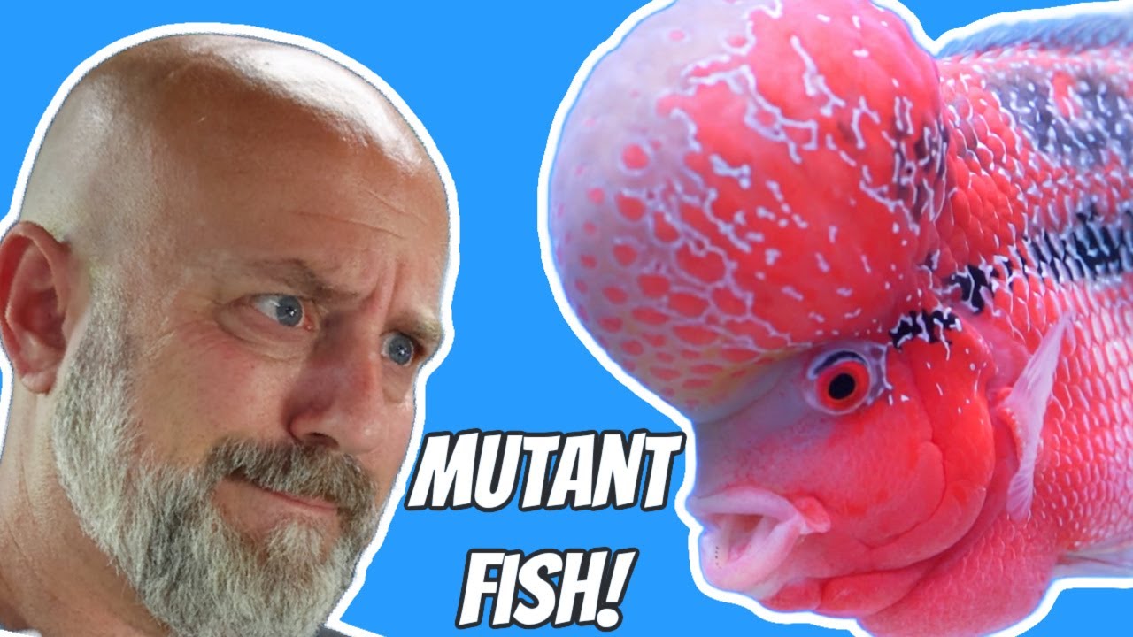 Should You Keep These Mutants? Hybrid Fish Yes Or No? - YouTube