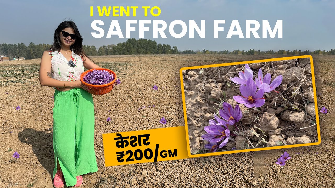 Kashmir’s Saffron (Kesar) Farming Full Process😍Kesar Ki Farming Kaise ...