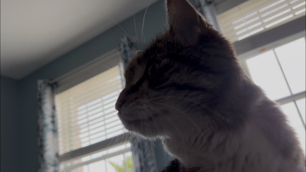 Purrpurr…4 - YouTube
