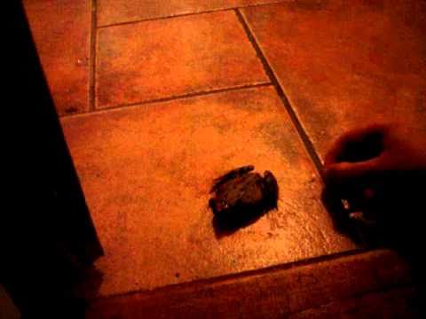 headless frog - YouTube