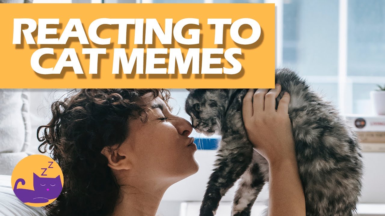 Cat Person's Wildest Reactions to Hilarious Cat Memes! - YouTube