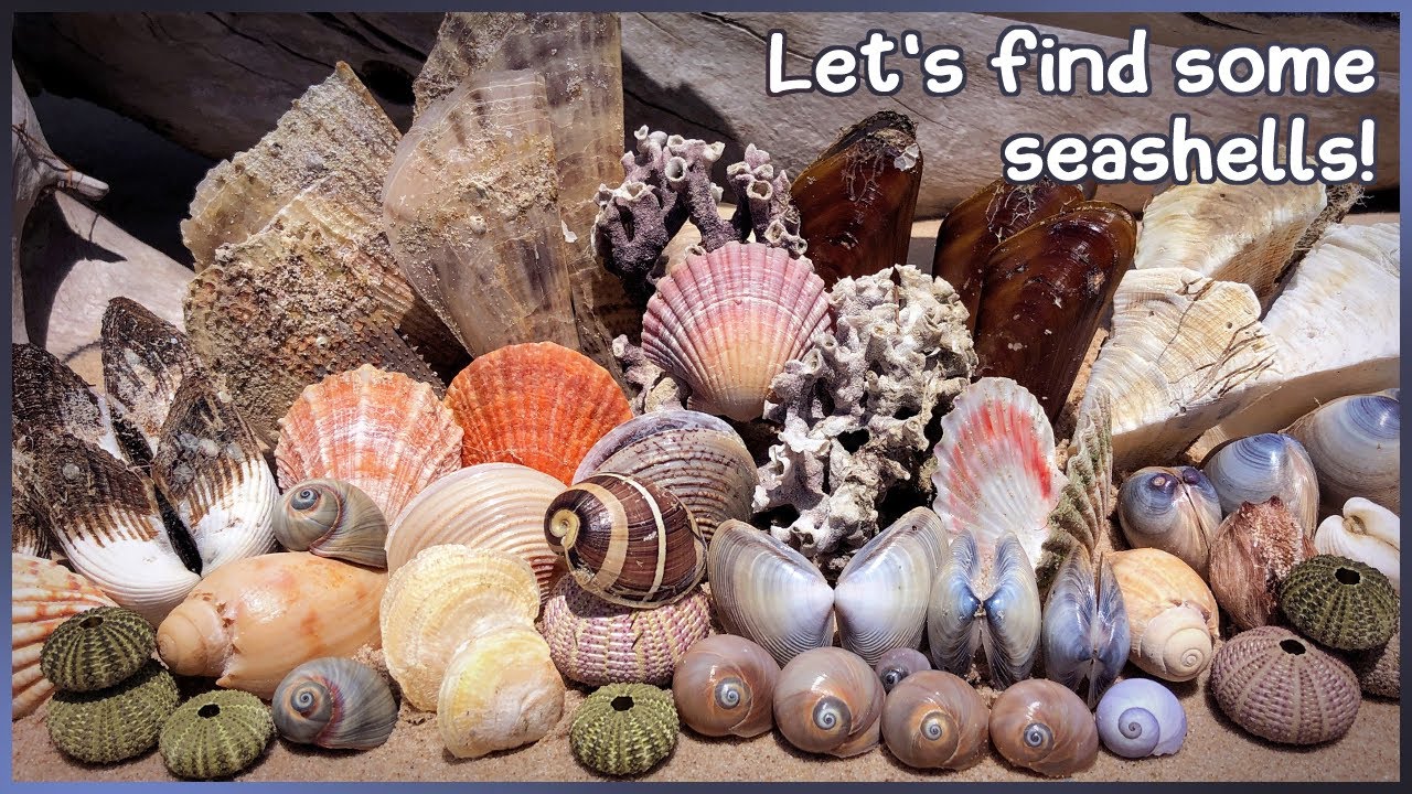 White-banded Bubble Shell | Finding Shells and Sea Urchins at Low Tide ...