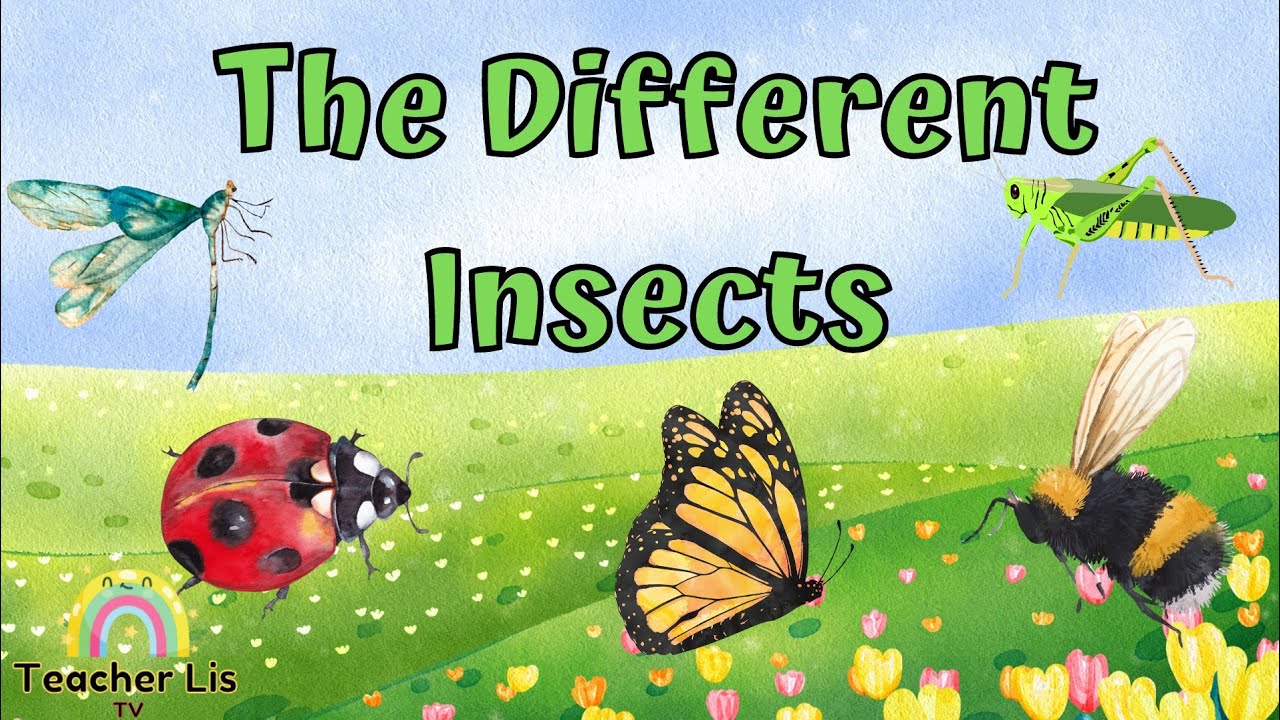 Name of Insects | The Different Insects | Insects for Kids | Video of ...