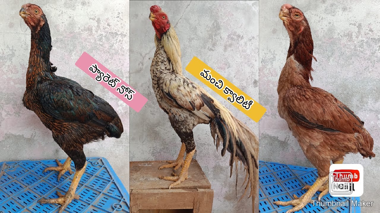 Parrot Beak Long Tail Hens | 9182424403 | Parrot Nose Hens | Rythu ...
