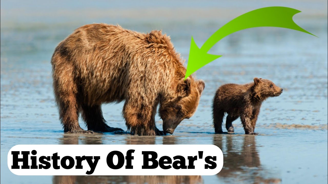 "Bear Odyssey: Unveiling the Untold History" - YouTube