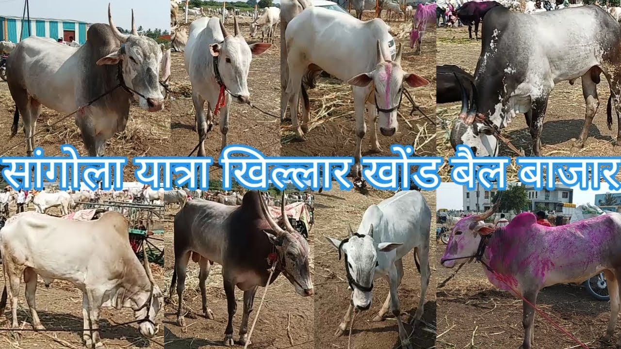 सांगोला यात्रा खिल्लार खोंड,बैल बाजार | Sangola yatra Khillar khond ...