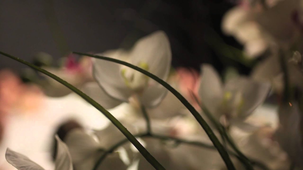 Llastohuni per Shen Valetin @ Nobis Wellness Center - YouTube