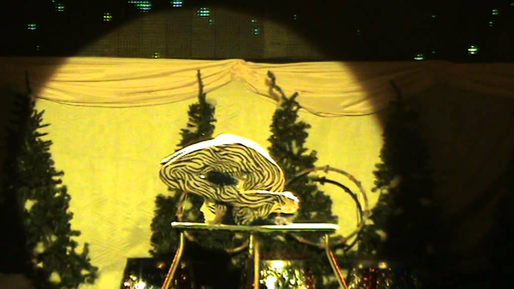 odie zebra amazing contortionst - YouTube