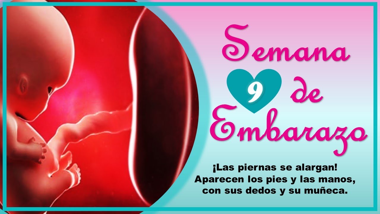 ️ SEMANA 9 DE EMBARAZO🤰 ️ ⏩ EMBARAZO SEMANA A SEMANA ⏩ Desarrollo y ...
