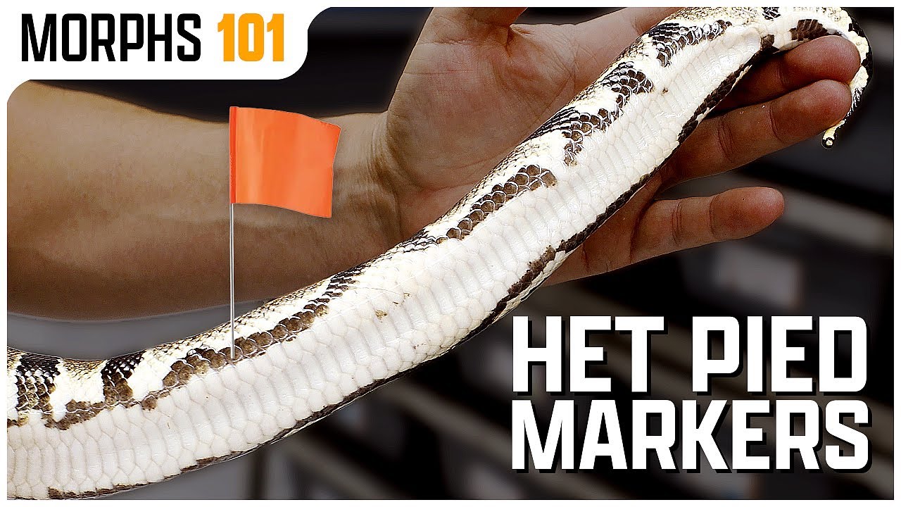 Is Your Ball Python Het Pied?! | Morphs 101 - YouTube