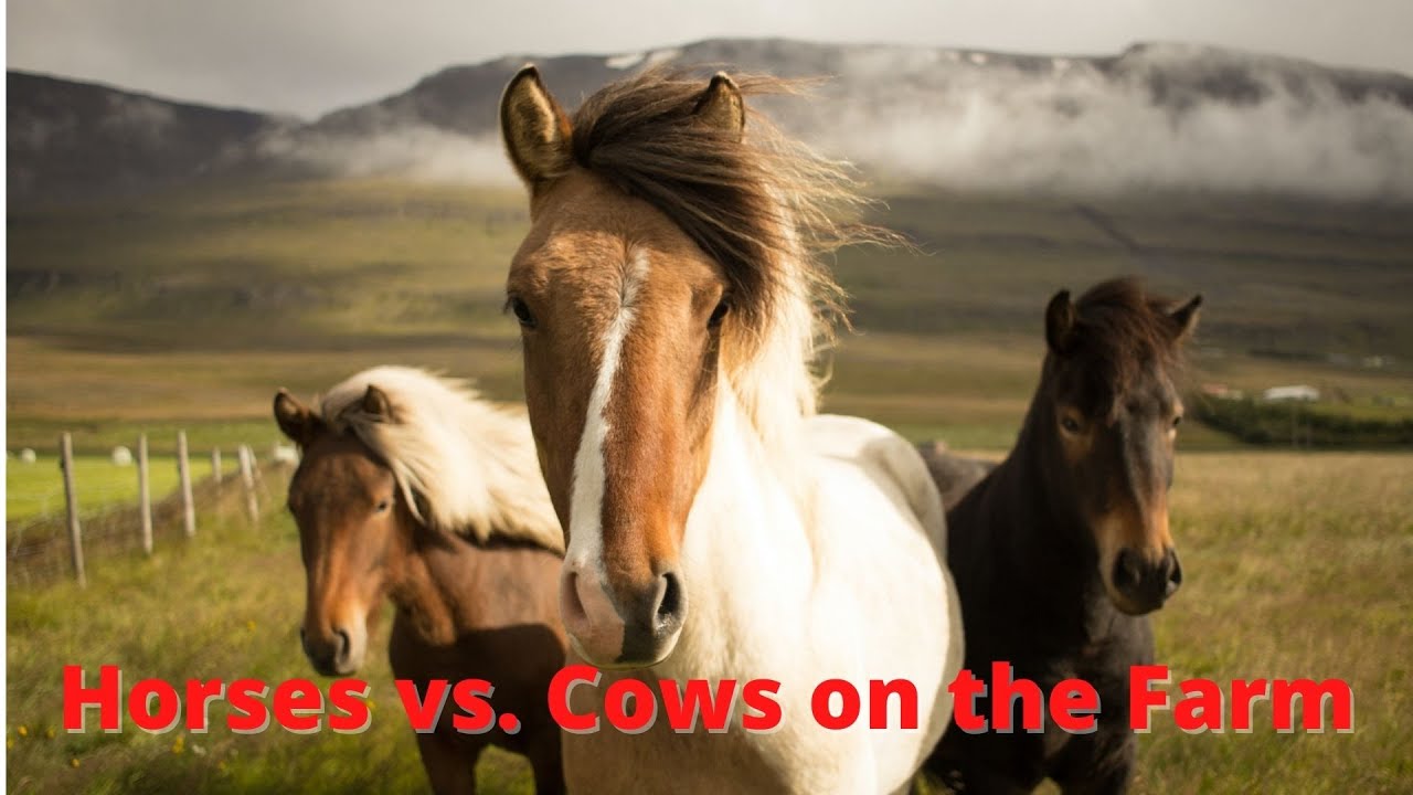Horses vs. Cows on the Farm - YouTube