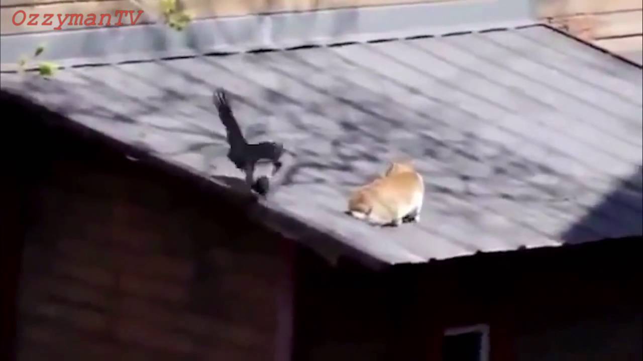 Ozzy Man Reviews: Crow vs Cat vs Cat - OzzymanTV - YouTube