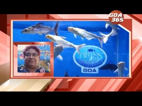 Abyss the Underworld, Best Fish Aquarium in Verna - YouTube