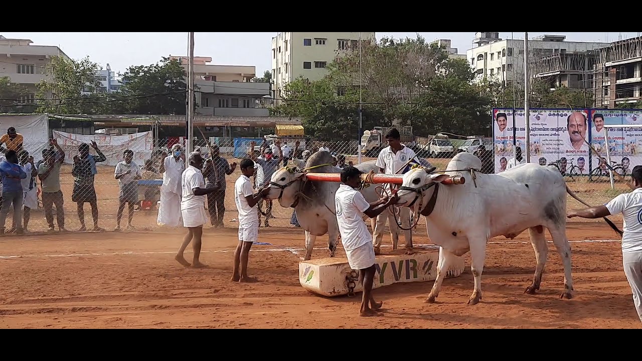Ongole Bulls Race Vijayawada , Bulls Race in Vijayawada Andhra Pradesh ...
