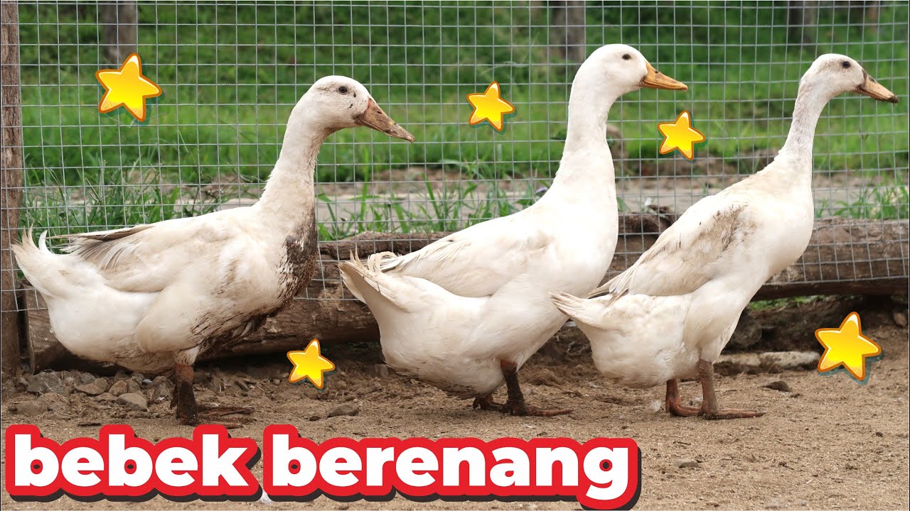 Bebek Berenang , Potong Bebek Angsa , Bebek Asli Berenang di Sungai ...