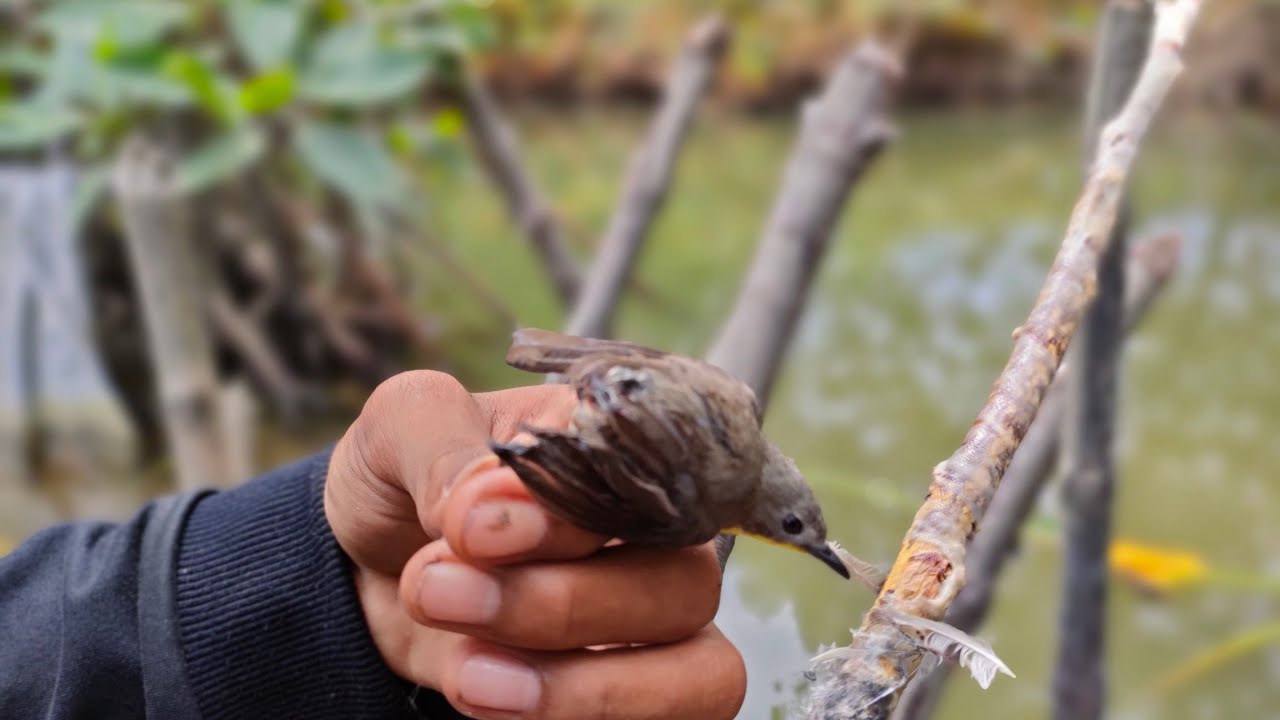 ATTRACTING BIRDS IN THE FOREST WHAT CAN YOU GET?...Pulut burung cara ...