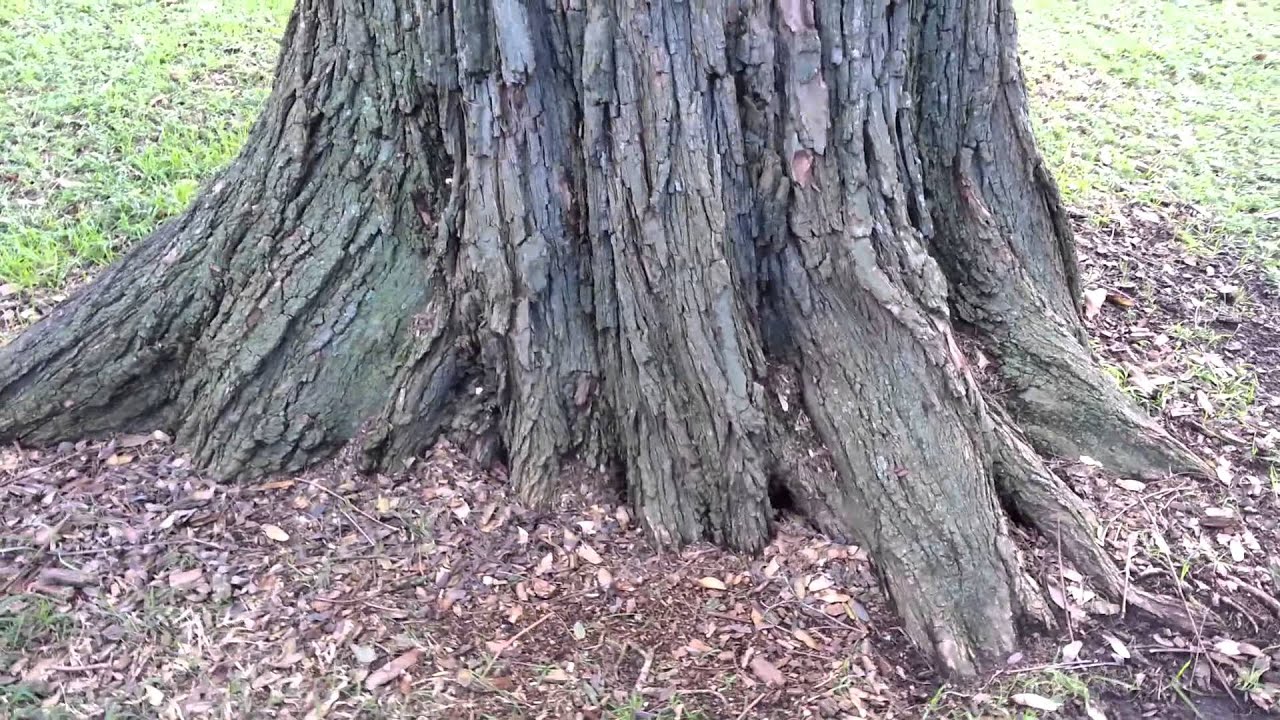 Tipuana tipu - Pride of Bolivia - Rosewood HD 01 - YouTube