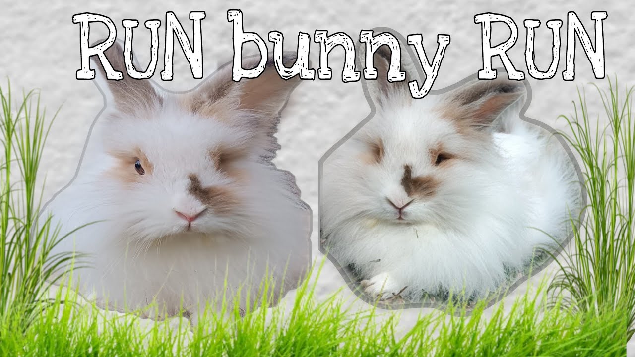 RUN bunny RUN#bunny #rabbit #running #fam familia - YouTube