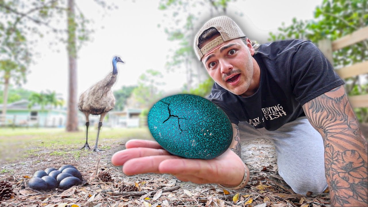 I Found EXOTIC EGGS in My BackYard!! - YouTube