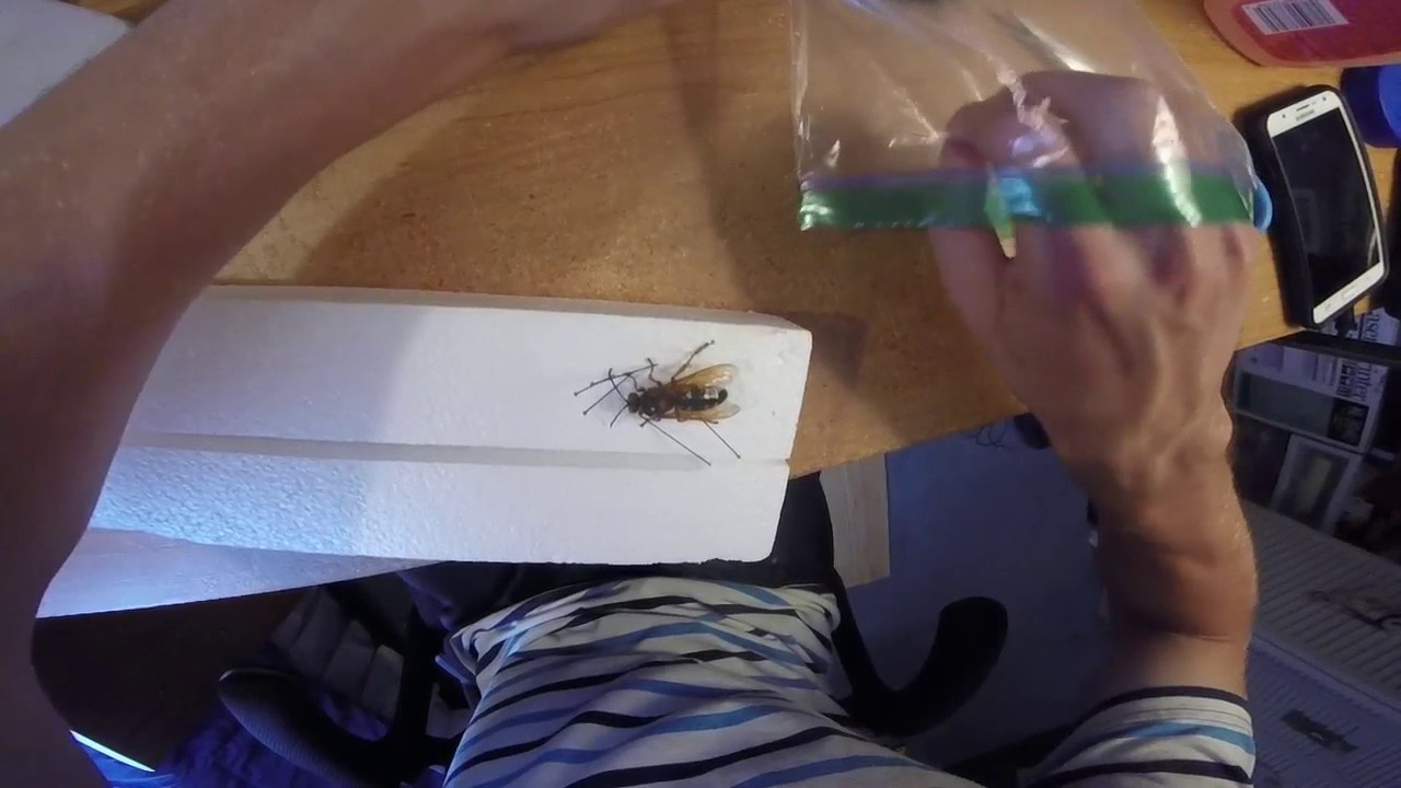 How to Create an Insect Collection EP4: How to Pin a Wasp - YouTube