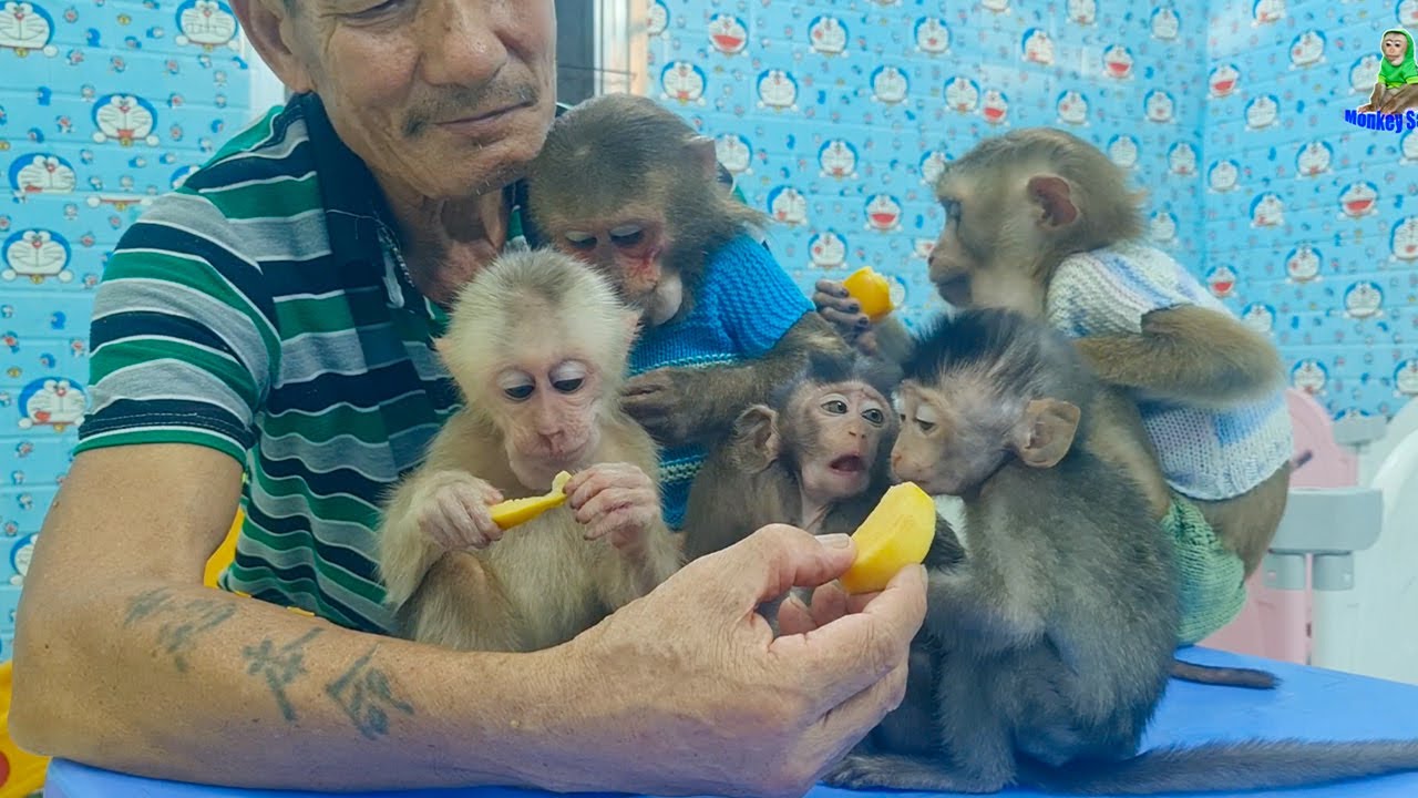 Grandpa takes care of the cute baby monkeys to help the owner - YouTube