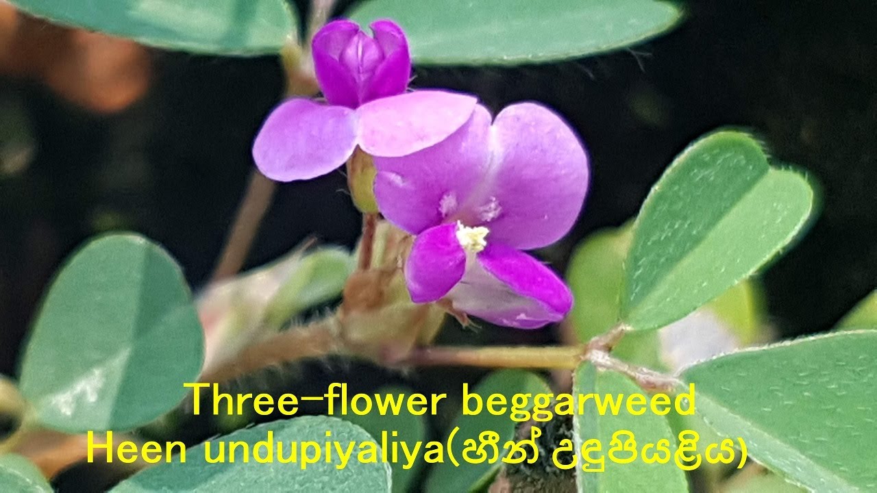 [Sri Lanka Wildflowers]#열대식물#three flower beggarweed#Heen undupiyaliya ...