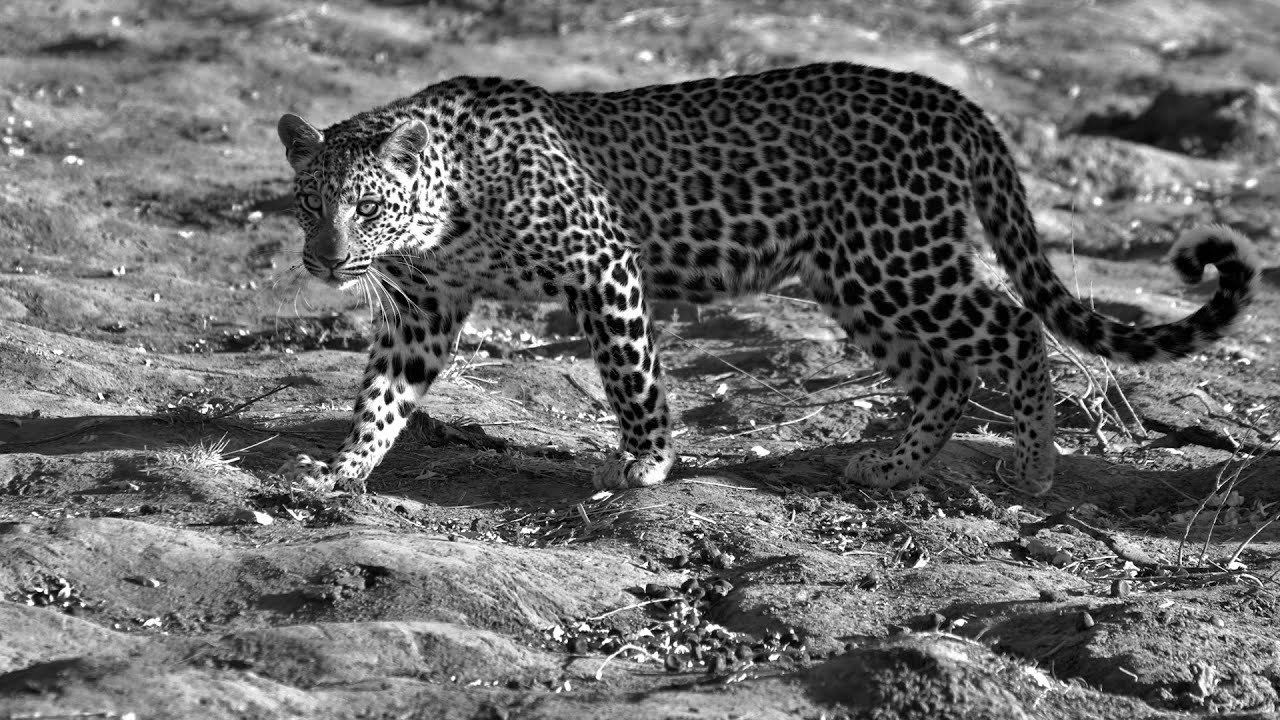 Panther Sound Effects | PANTHER ROARING | 2022 COMPILATION !!!! - YouTube