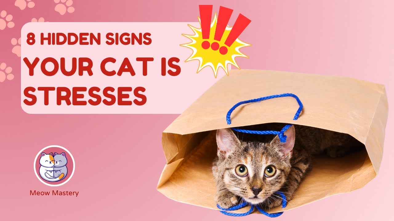 How to Tell If Your Cat Is Stressed: 8 Signs to Watch For 🚨🐱 - YouTube
