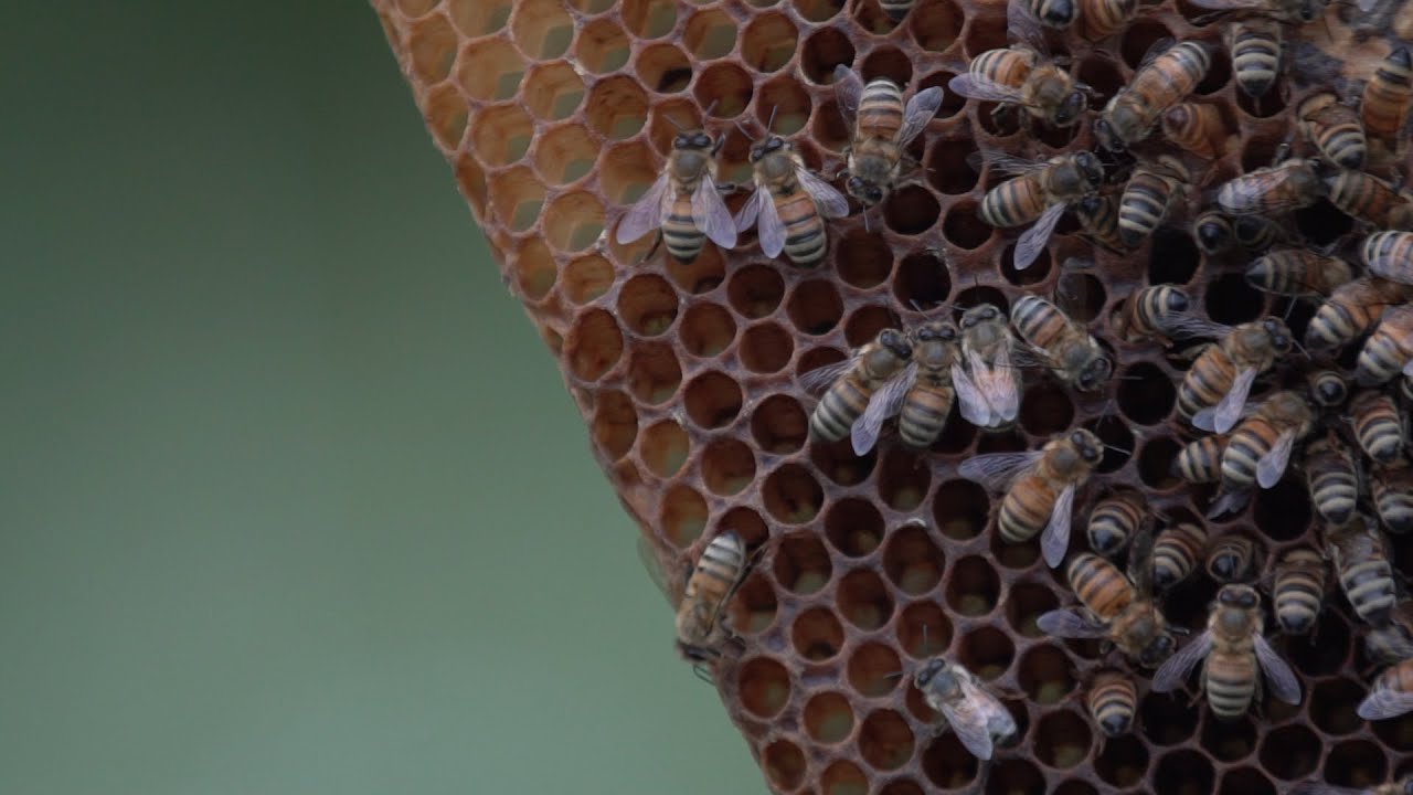 One Milwaukee beekeeper is 'beevangelizing' the plight of pollinators ...