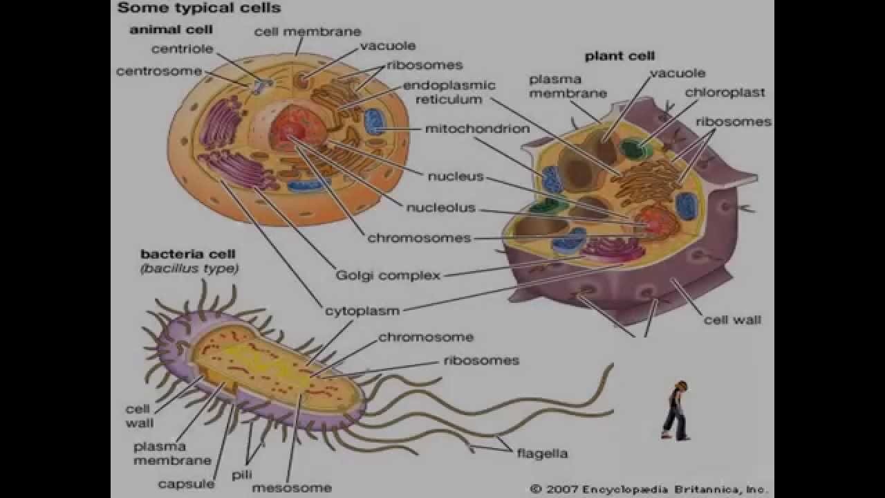 cell song presentation - YouTube