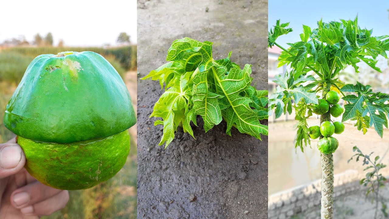 (Simple Method) Grafting Guava With Papaya tree 100% success | How to ...