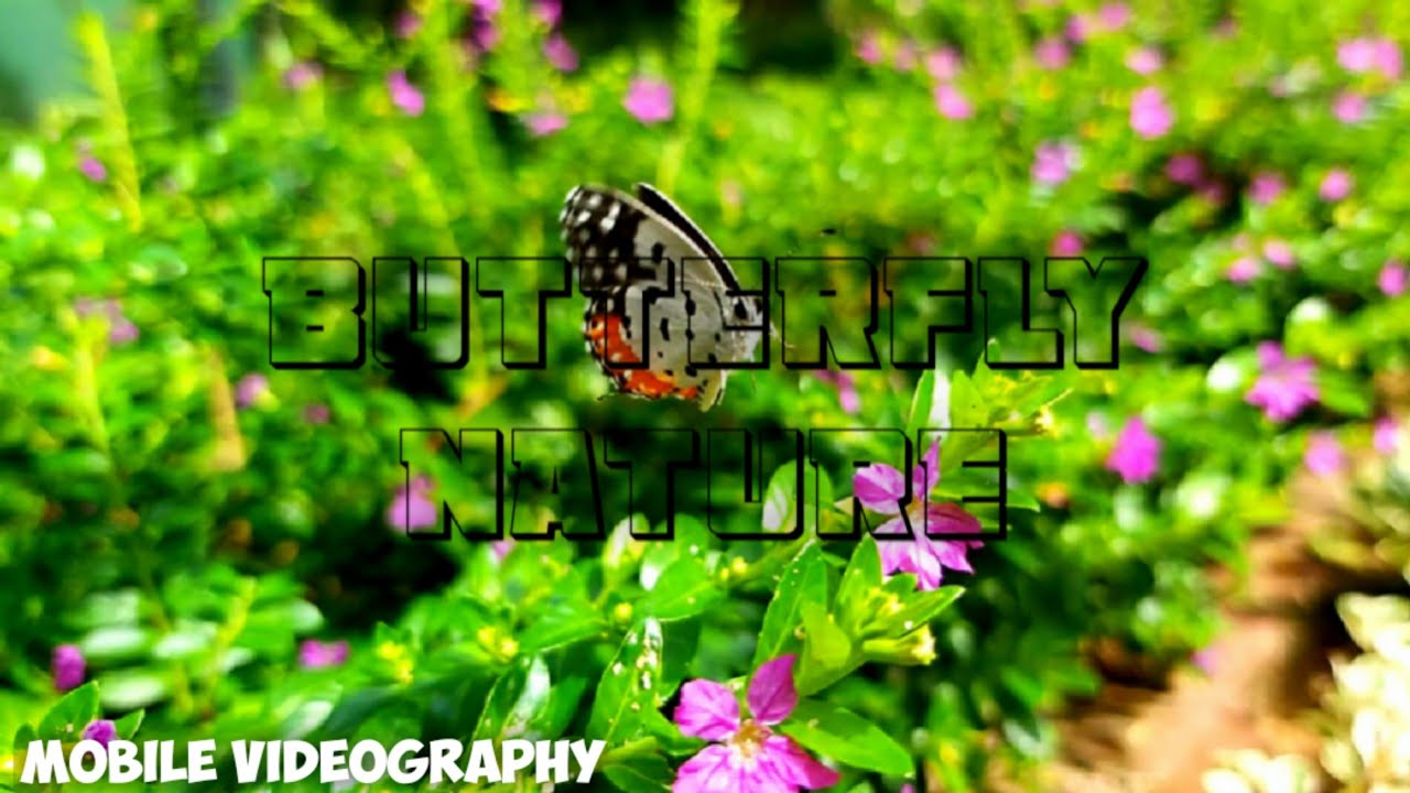 Butterfly Cinematic | Dance of Butterfly video | Cinematic world of ...
