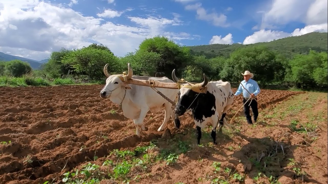 Arando con yunta de bueyes, volver al campo mexicano. - YouTube