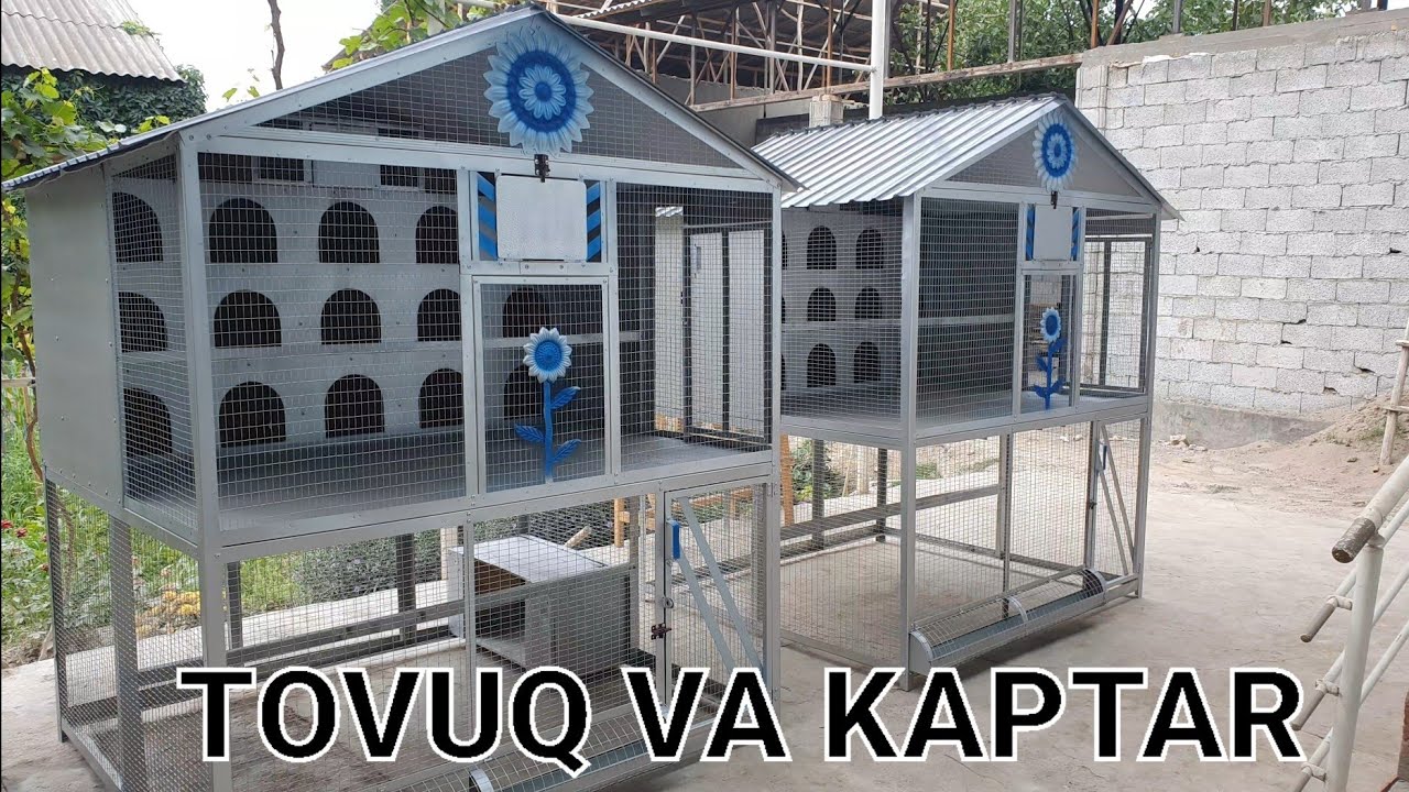 TOVUQ VA KAPTAR UCHUN - YouTube