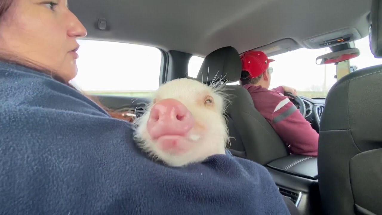 Getting the pig - YouTube