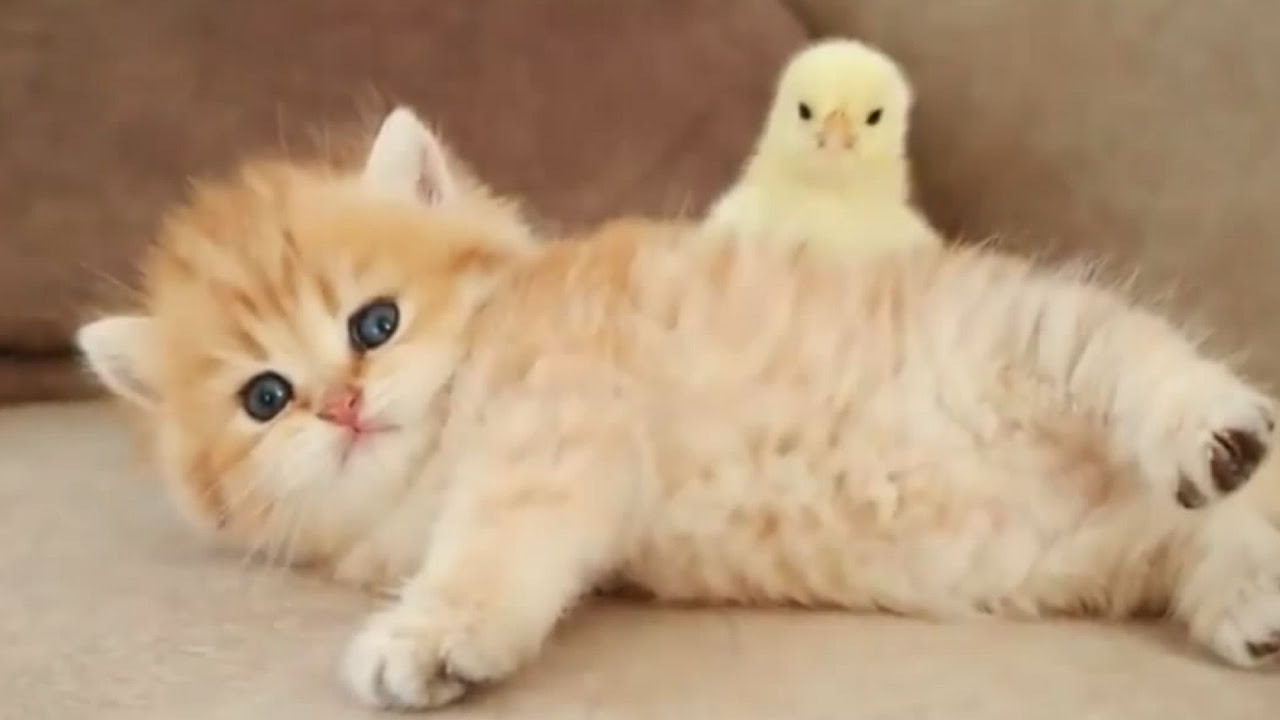 cat and chicken baby live in one home - YouTube