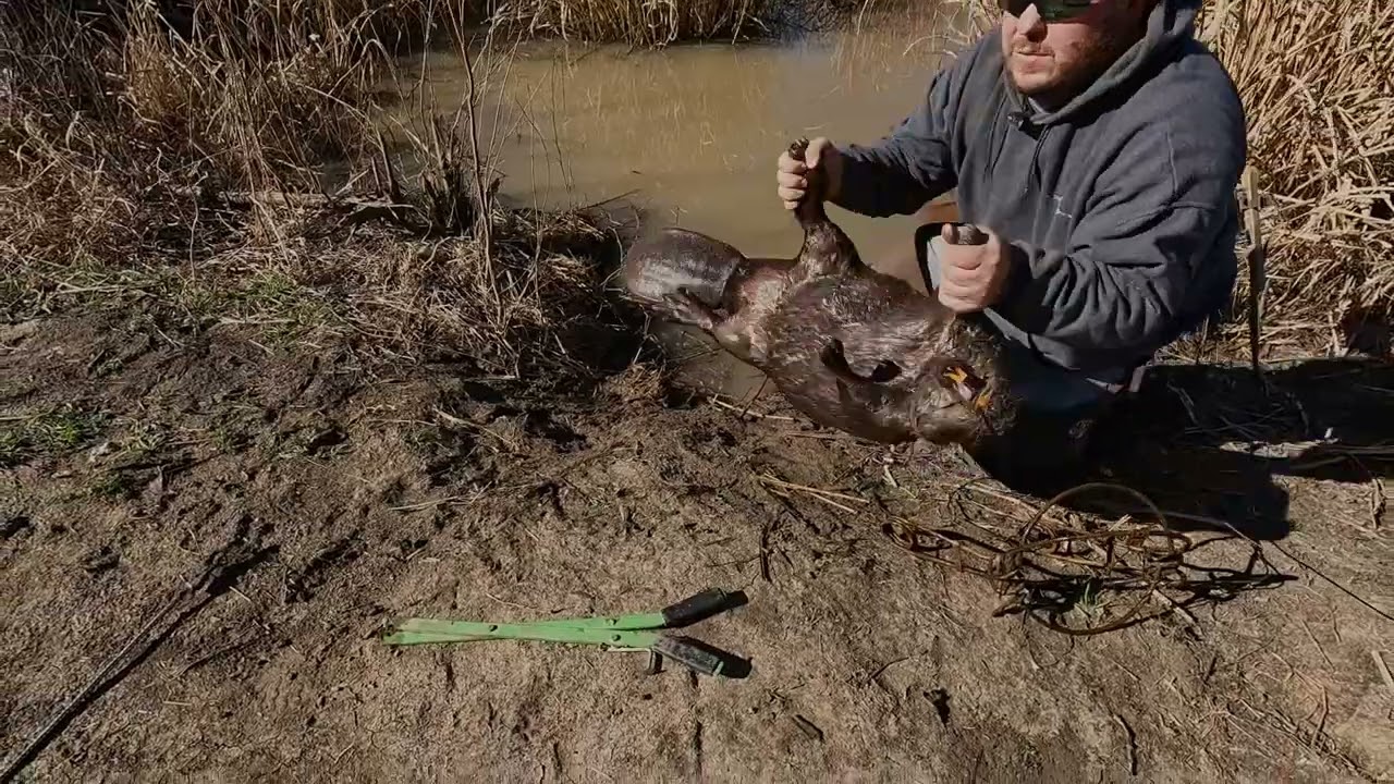 How to use a RBG body grip for beaver and otter trapping. a catch and ...