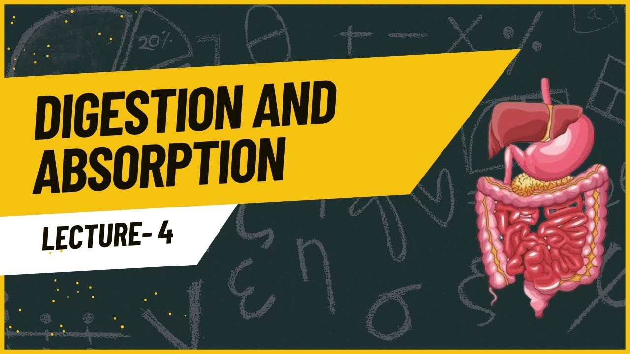 Digestion And Absorption (Lecture-4) || Layers Of Gut Are In Details ...