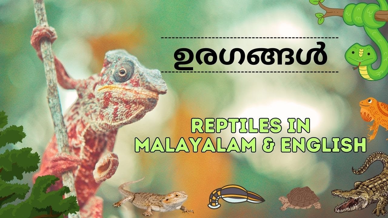 ഉരഗങ്ങൾ - Reptiles in Malayalam & English - YouTube