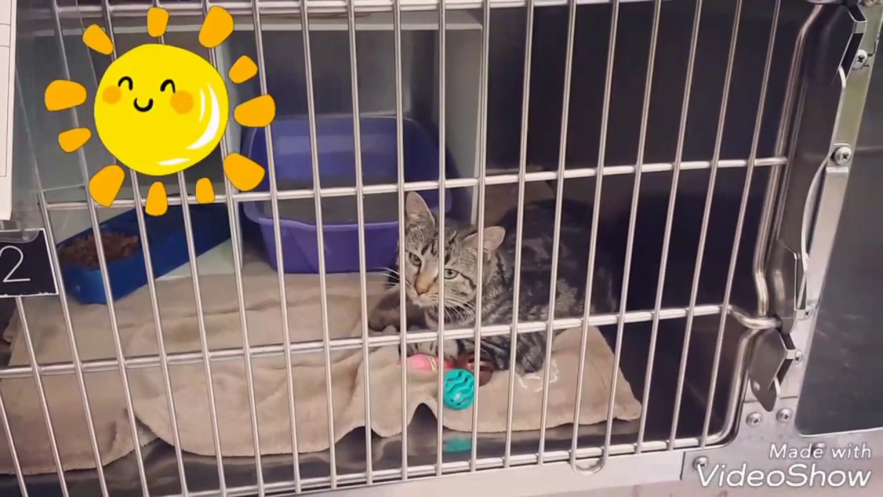 Cat Adoption Room Walk Thru 6/13/17 - YouTube