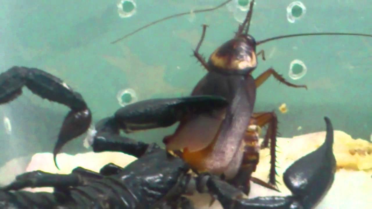 Scorpion eating cockroach - YouTube