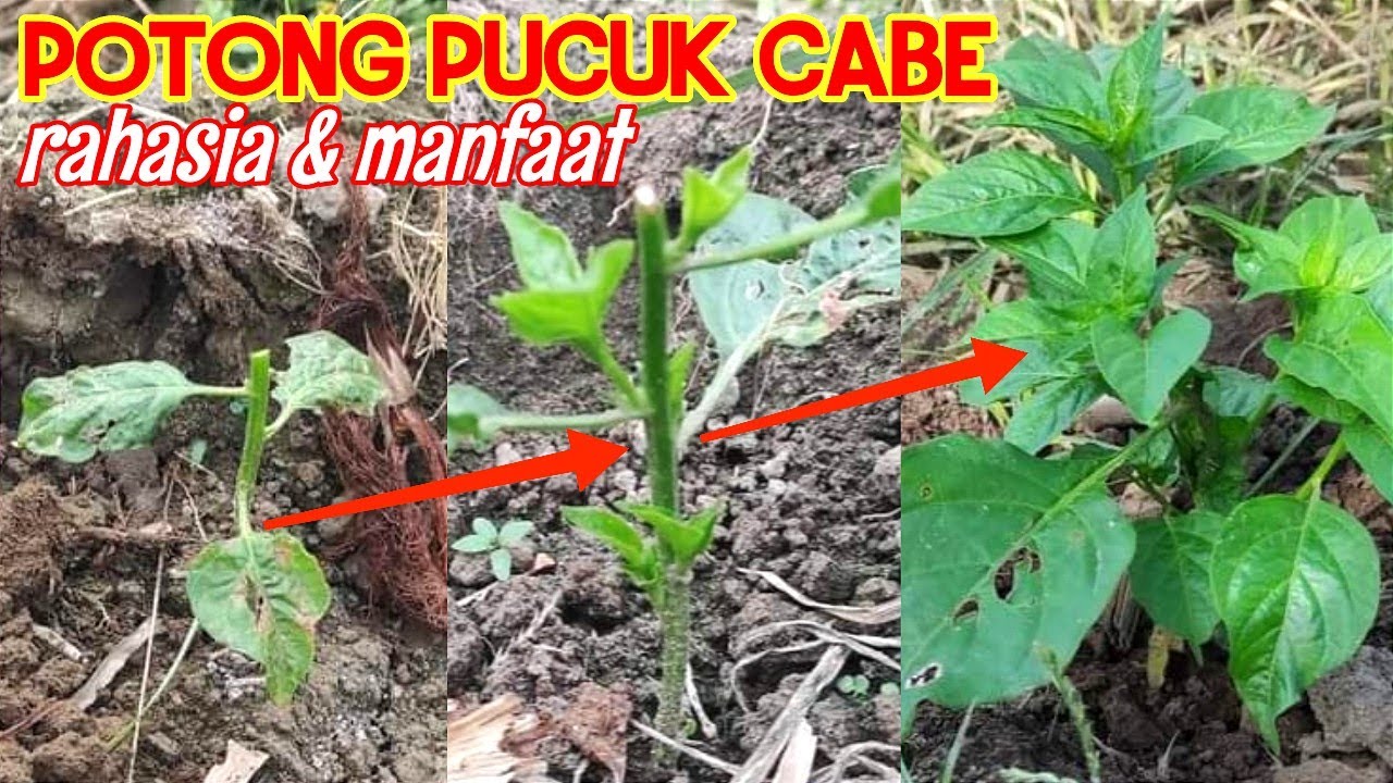CARA POTONG PUCUK CABE!! APA KELEBIHAN & KEKURANGANNYA!! - YouTube