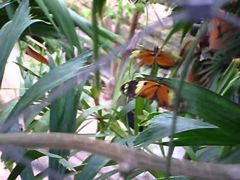 butterfly house dallas texas - YouTube