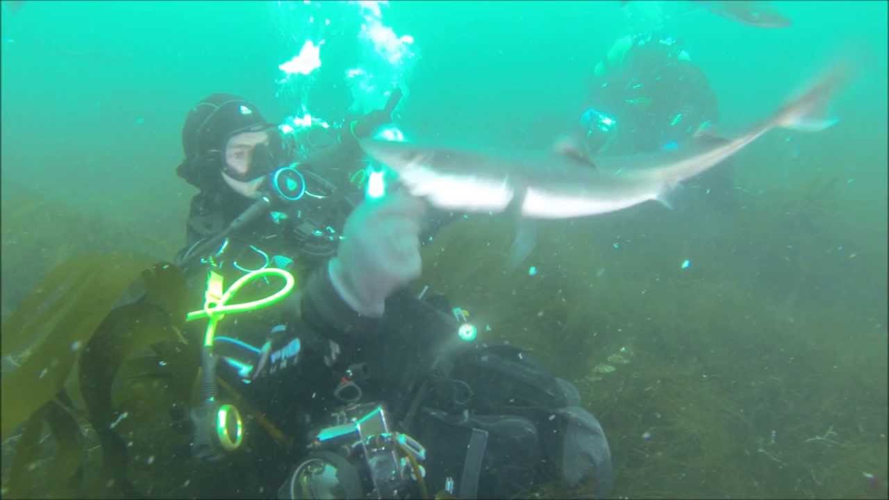 Shark feeding in Norway - YouTube