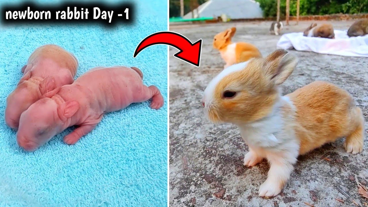 Rabbit growth || Baby Rabbit Care day by day - Rabbits grow Up - YouTube
